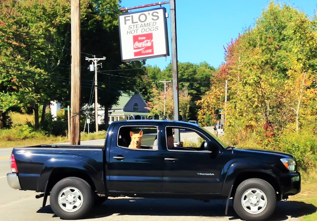 Flo’s Famous Dogs – Redhead Reflections